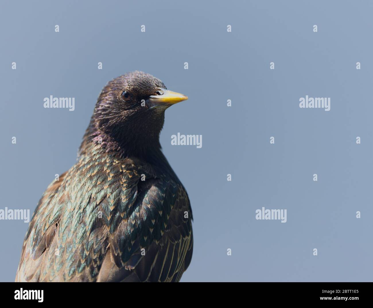 Shouldered starling hi-res stock photography and images - Alamy
