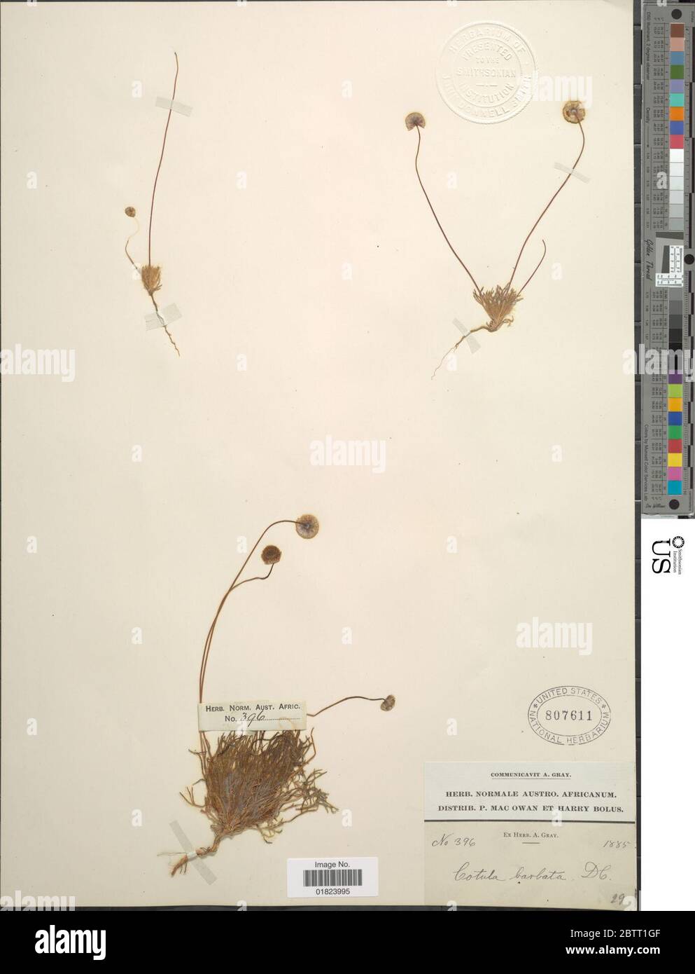 Cotula barbata DC Stock Photo - Alamy