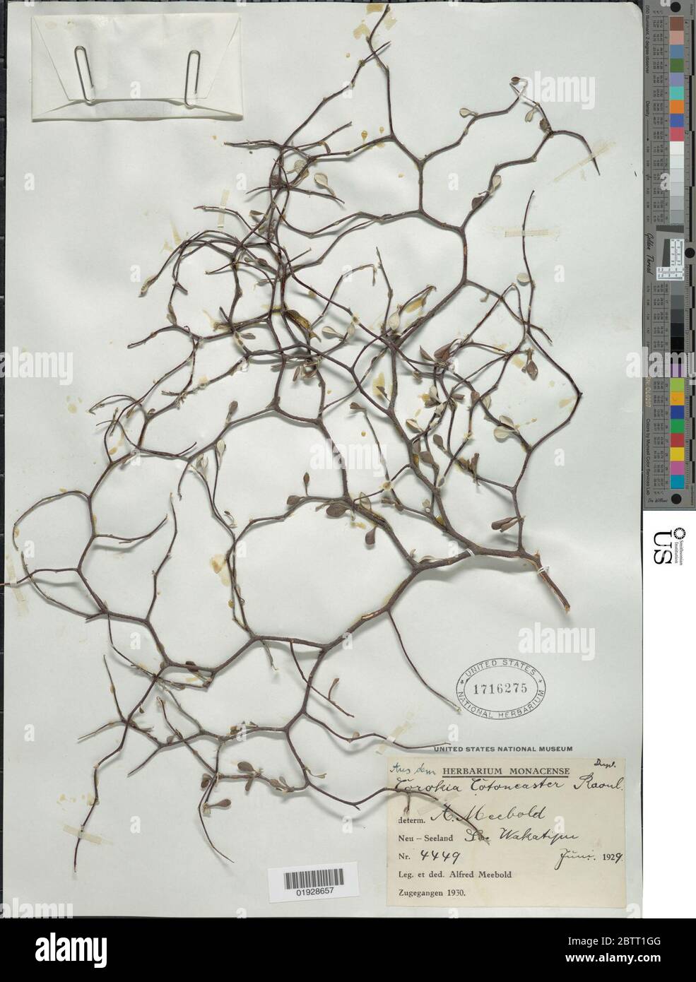 Corokia cotoneaster hi-res stock photography and images - Alamy