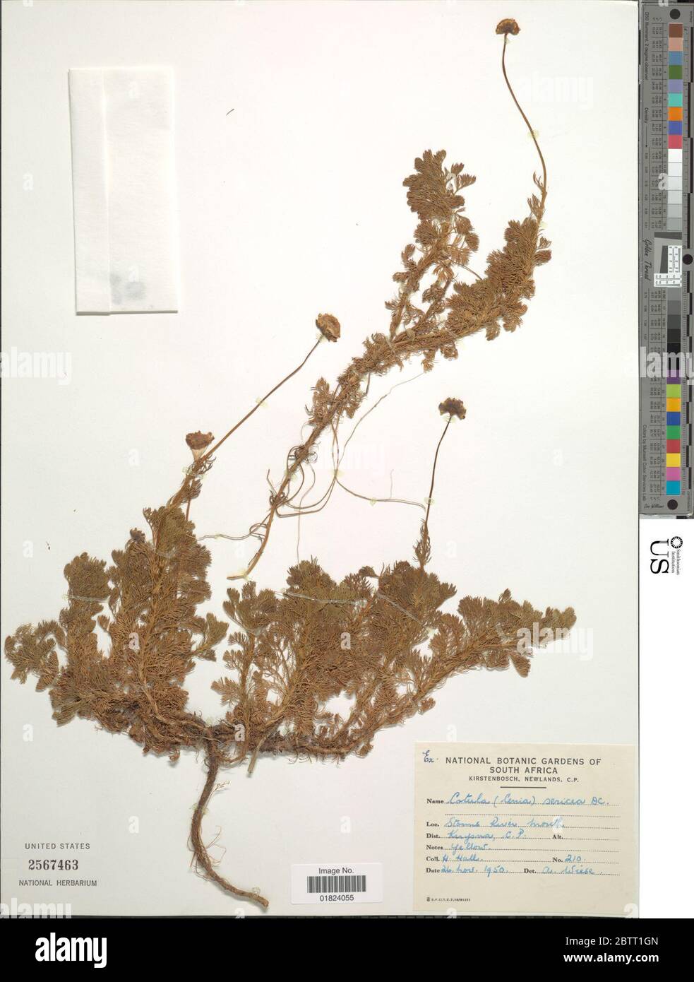 Cotula sericea hi-res stock photography and images - Alamy