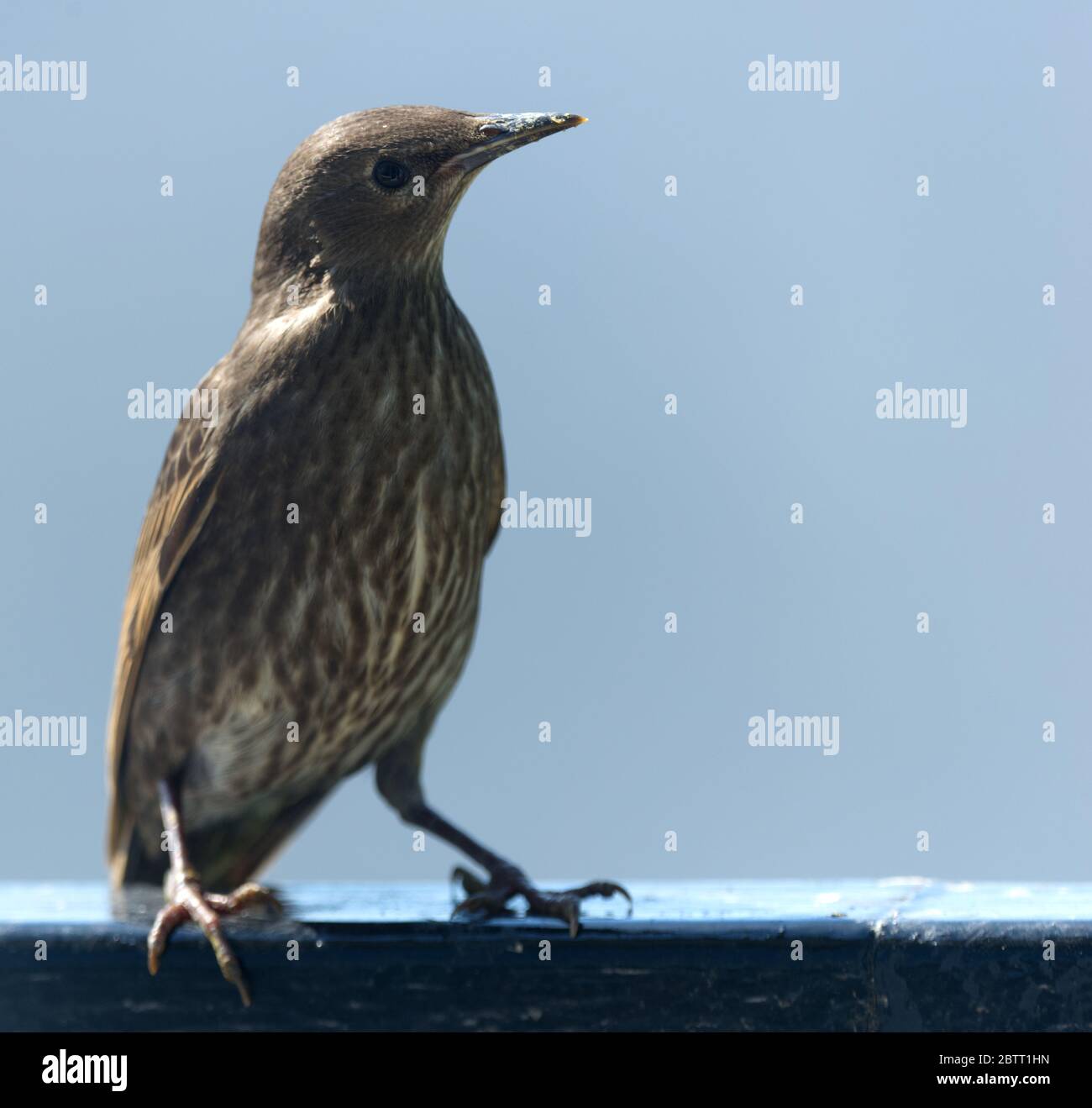 juvenile starling close up perched Stock Photo - Alamy