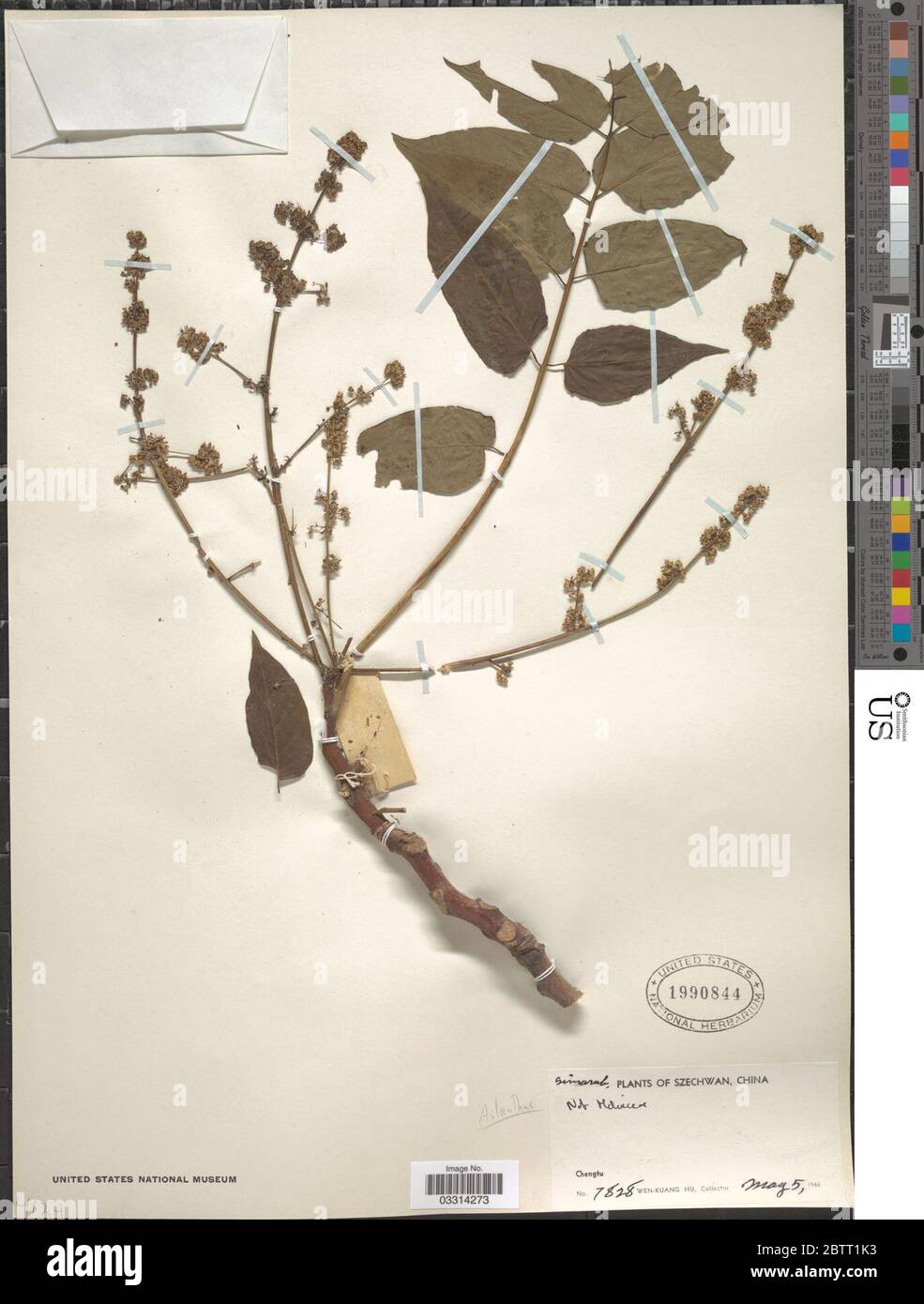 Ailanthus sp. 12 Jul 20191 Stock Photo - Alamy