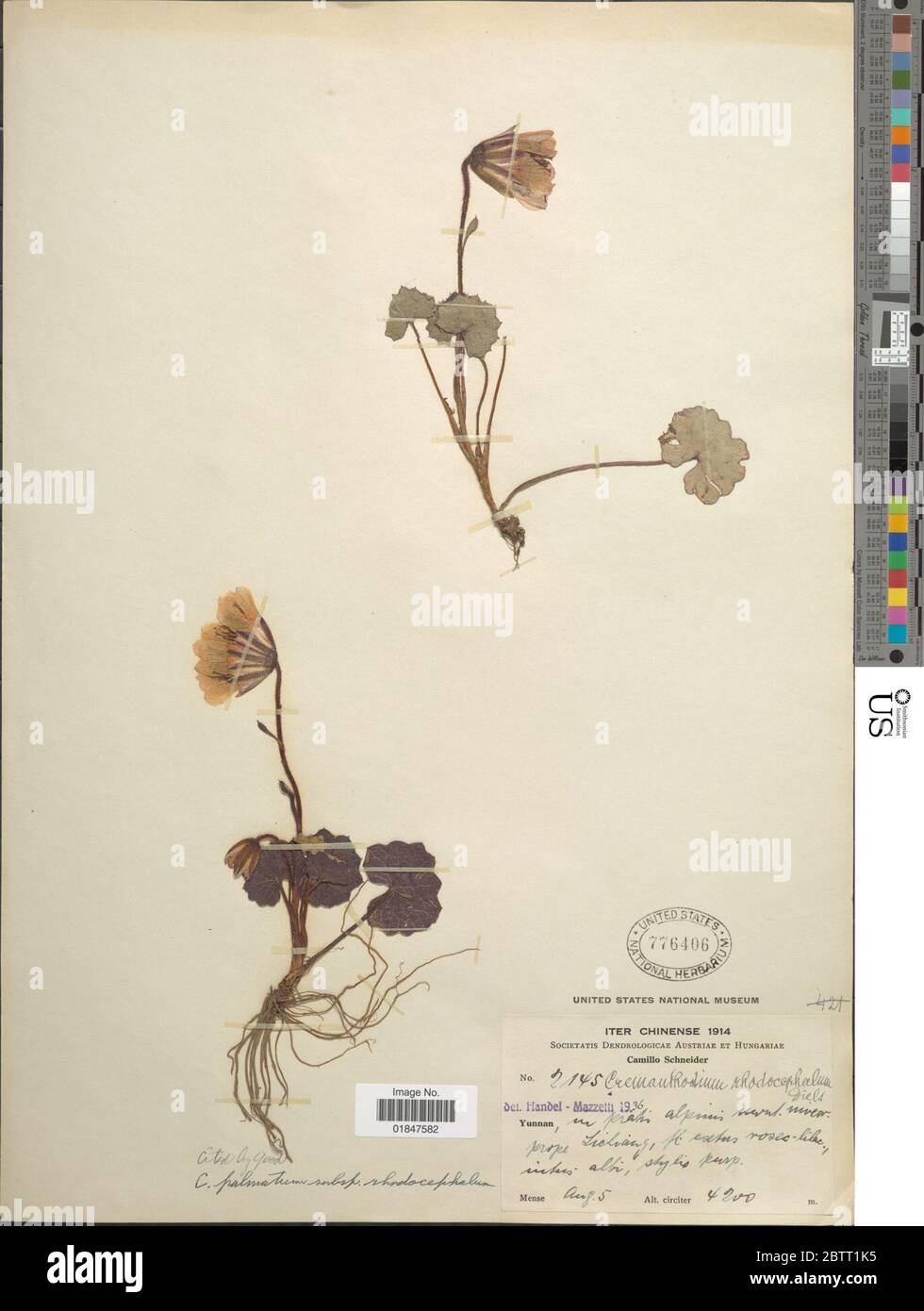 Cremanthodium palmatum Benth Stock Photo - Alamy