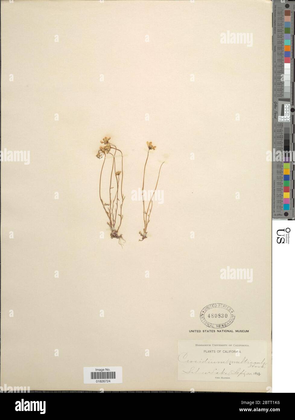 Crocidium multicaule Hook Stock Photo - Alamy