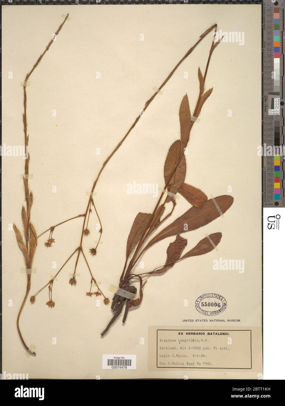 Alepidea longifolia E Mey. 11 Jan 20191 Stock Photo - Alamy