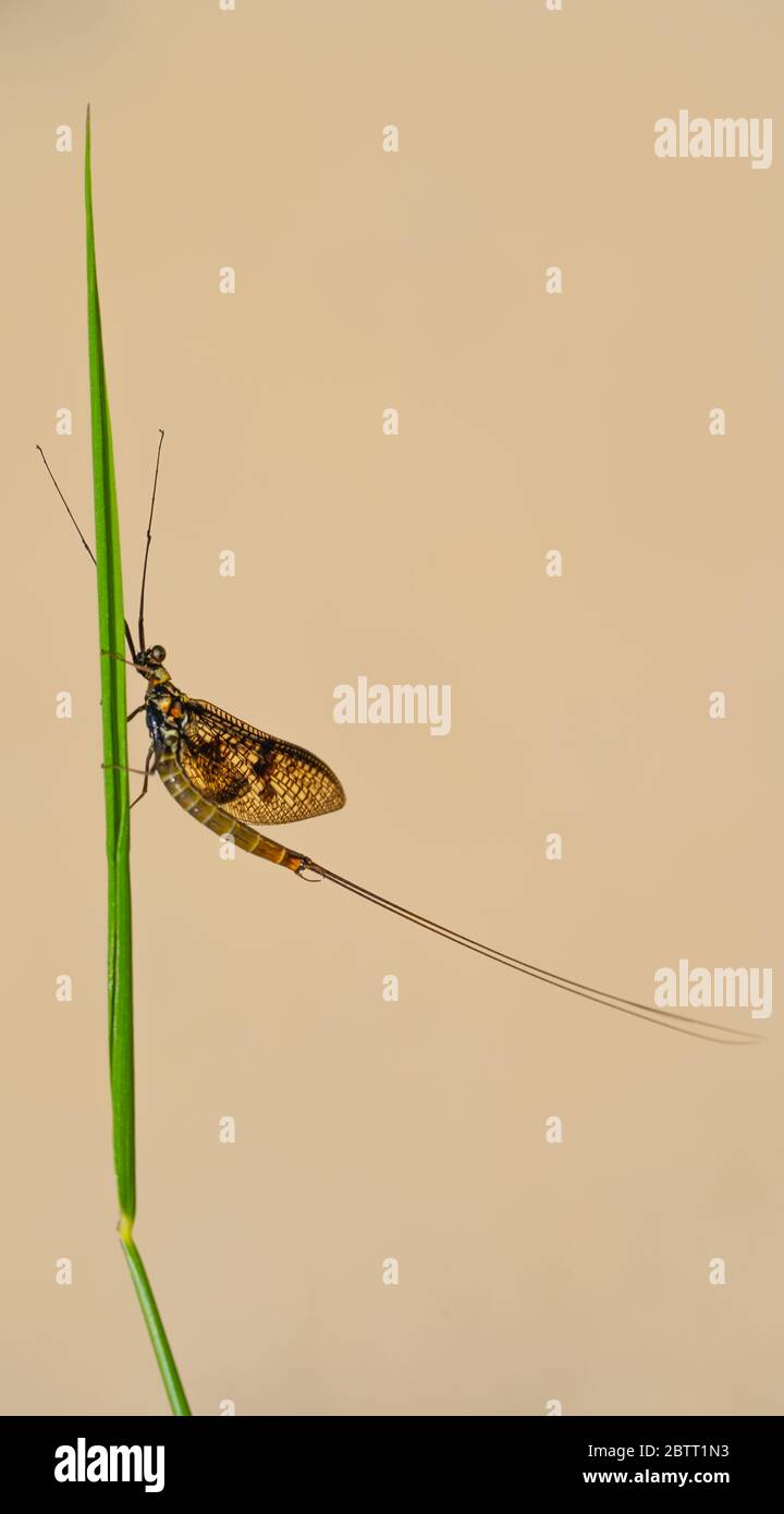 Green Drake Mayfly Ephemera danica male in spring with neutral beige ...