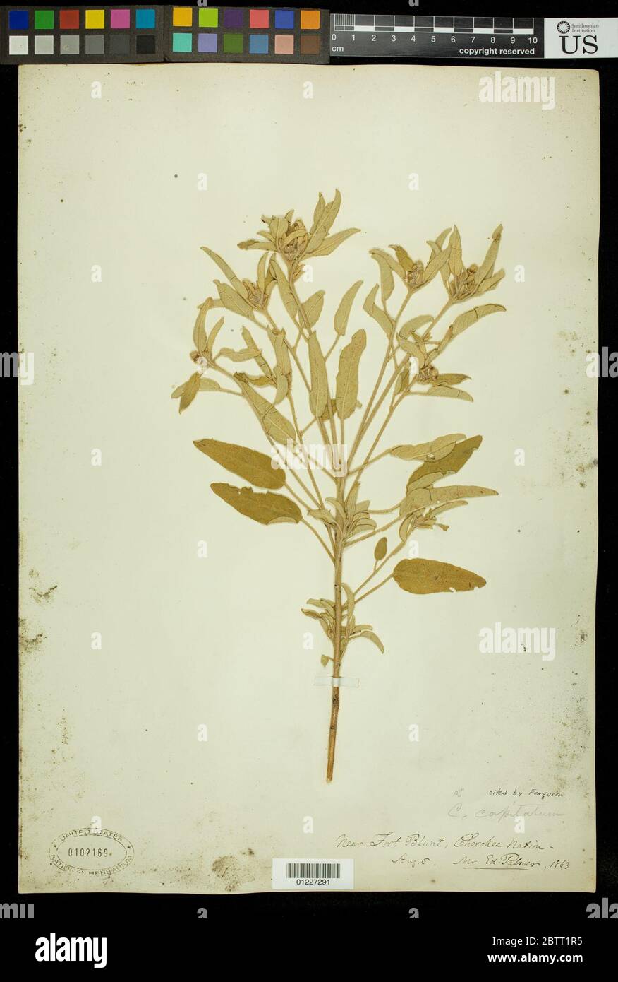 Croton capitatus hi-res stock photography and images - Alamy