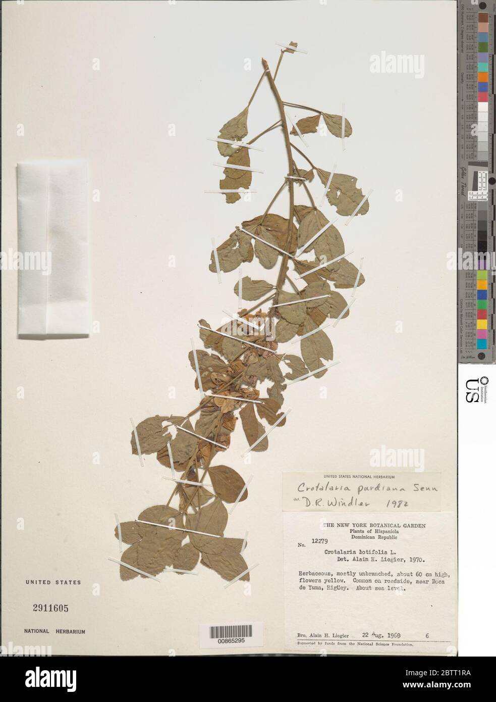 Crotalaria purdiana H Senn Stock Photo - Alamy