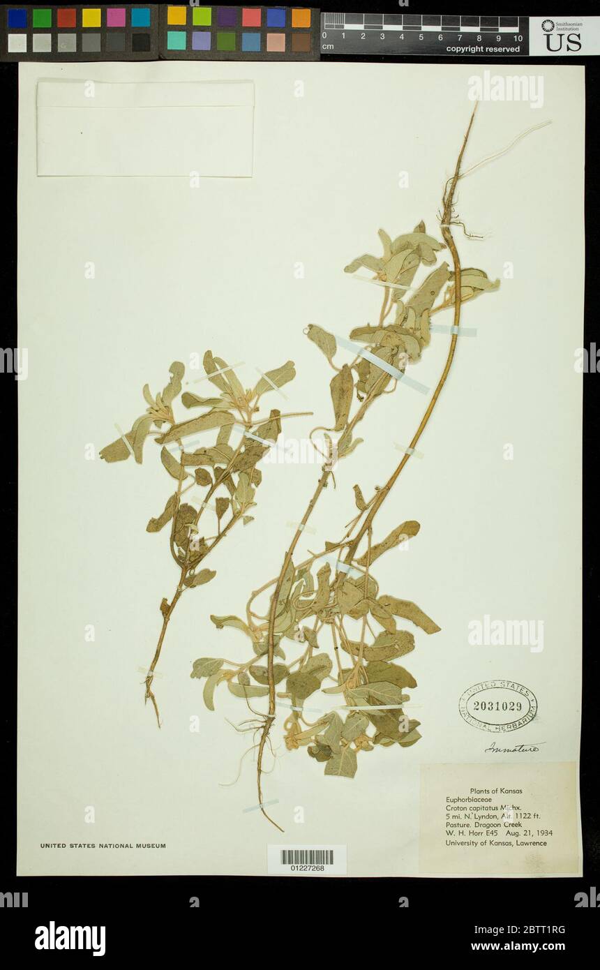 Croton capitatus hi-res stock photography and images - Alamy