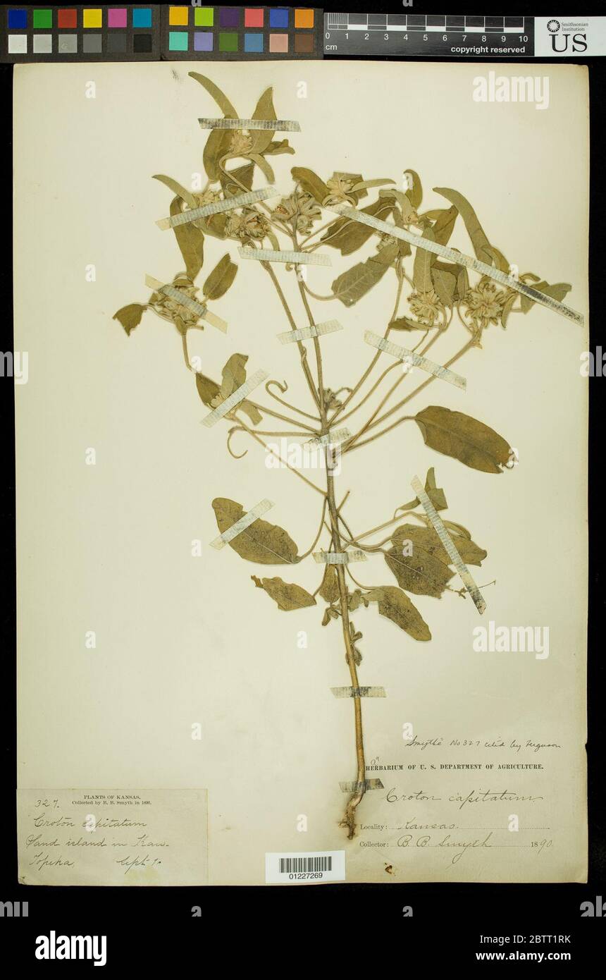 Croton capitatus hi-res stock photography and images - Alamy