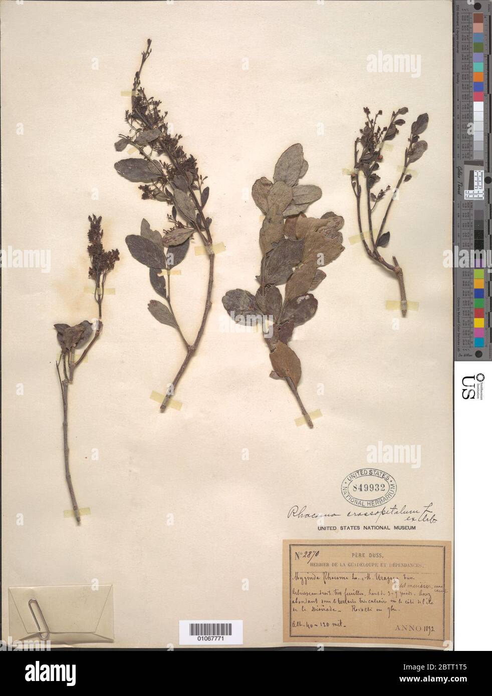 Crossopetalum rhacoma Crantz Stock Photo - Alamy