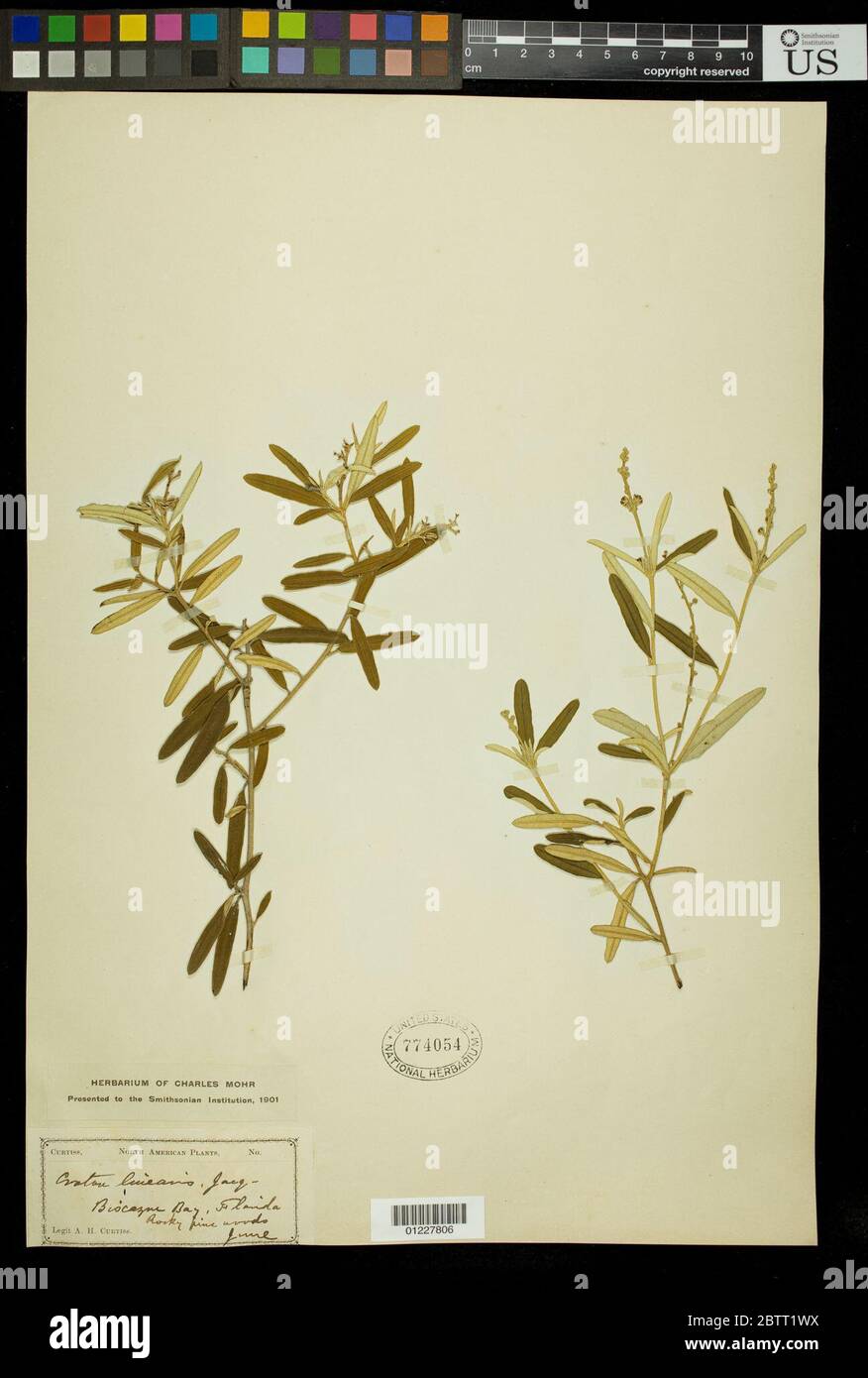 Croton linearis Jacq Stock Photo - Alamy