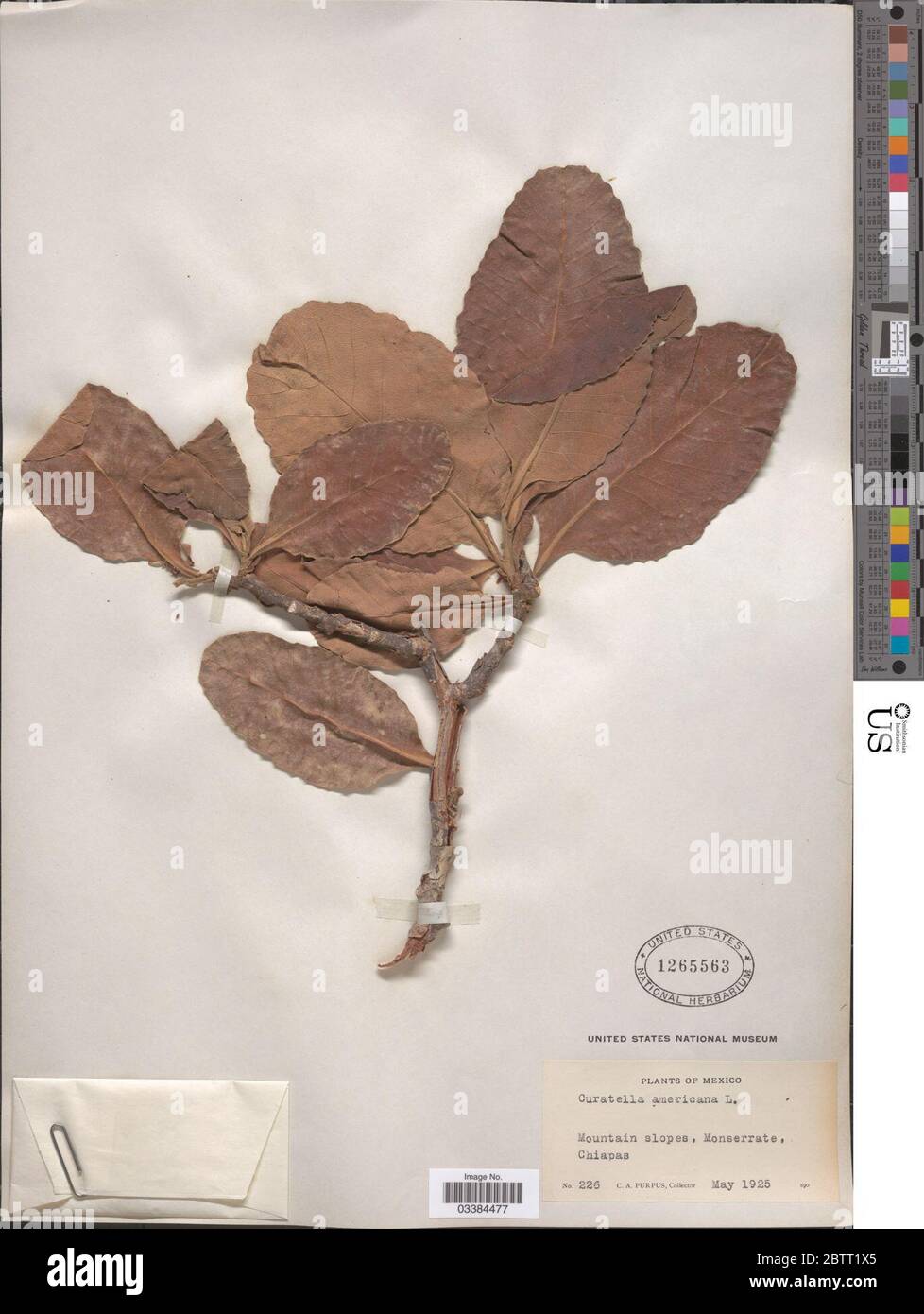 Curatella hi-res stock photography and images - Alamy