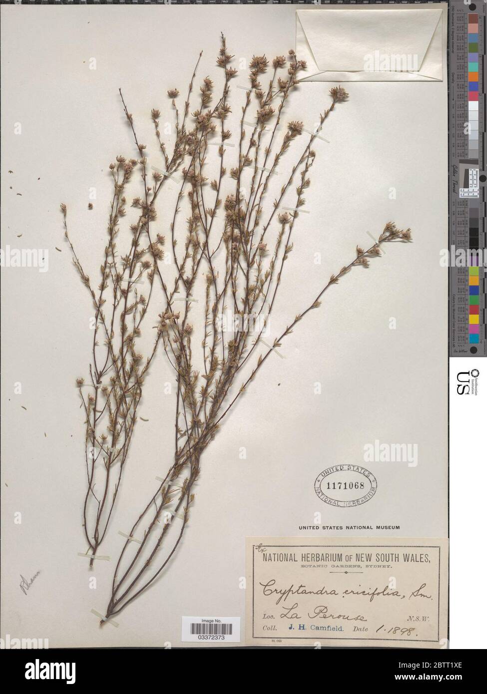 Cryptandra hi-res stock photography and images - Alamy