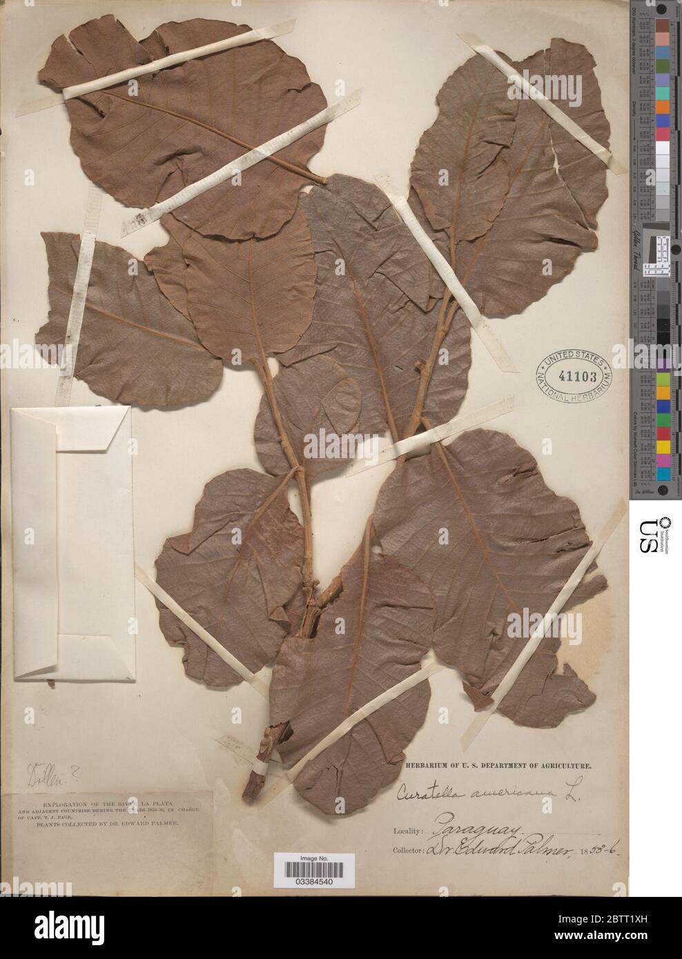 Curatella americana hi-res stock photography and images - Alamy