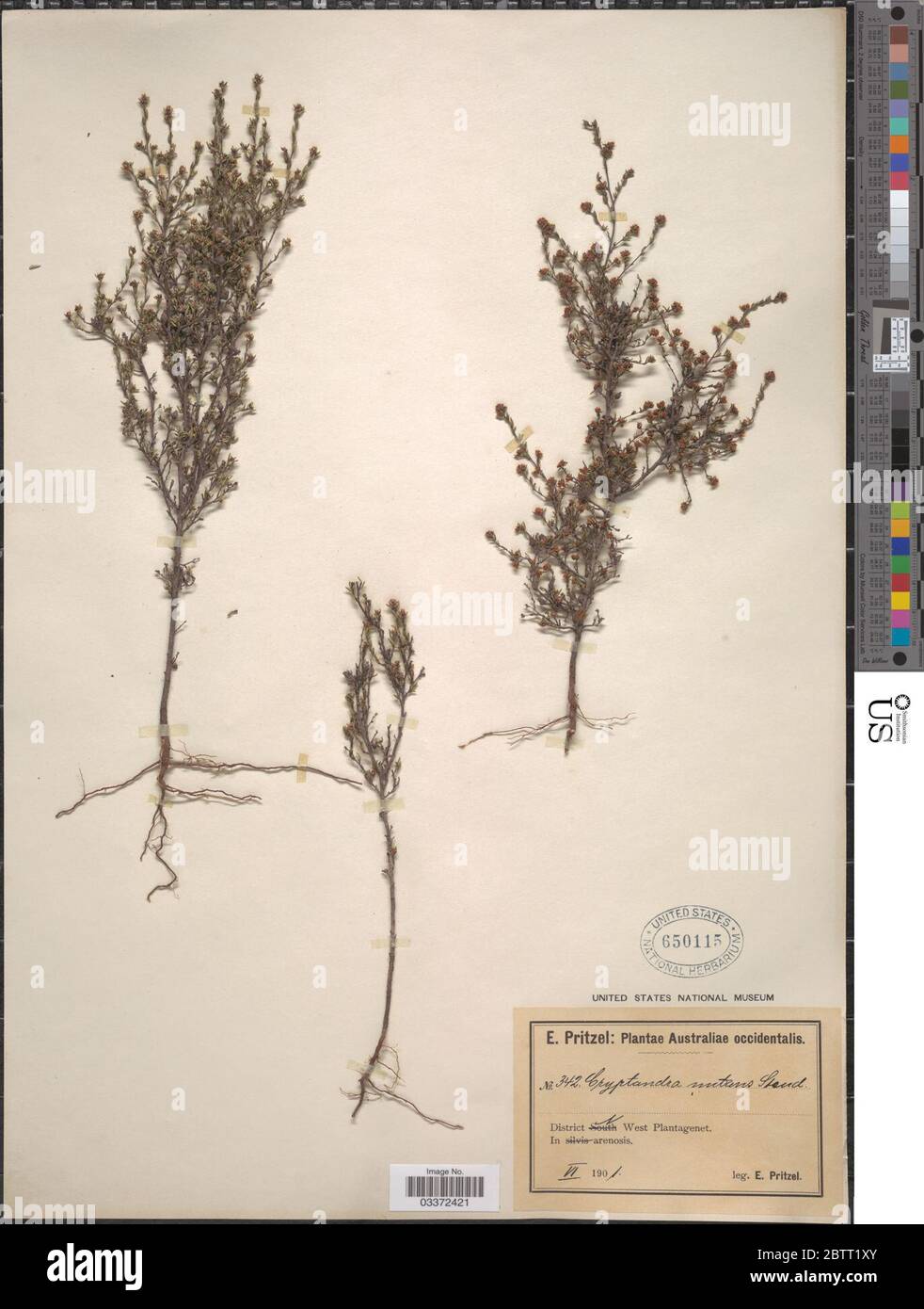 Cryptandra hi-res stock photography and images - Alamy