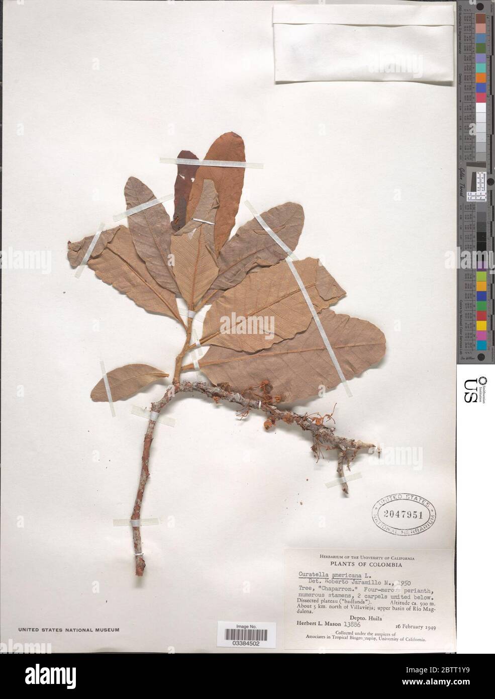 Curatella hi-res stock photography and images - Alamy