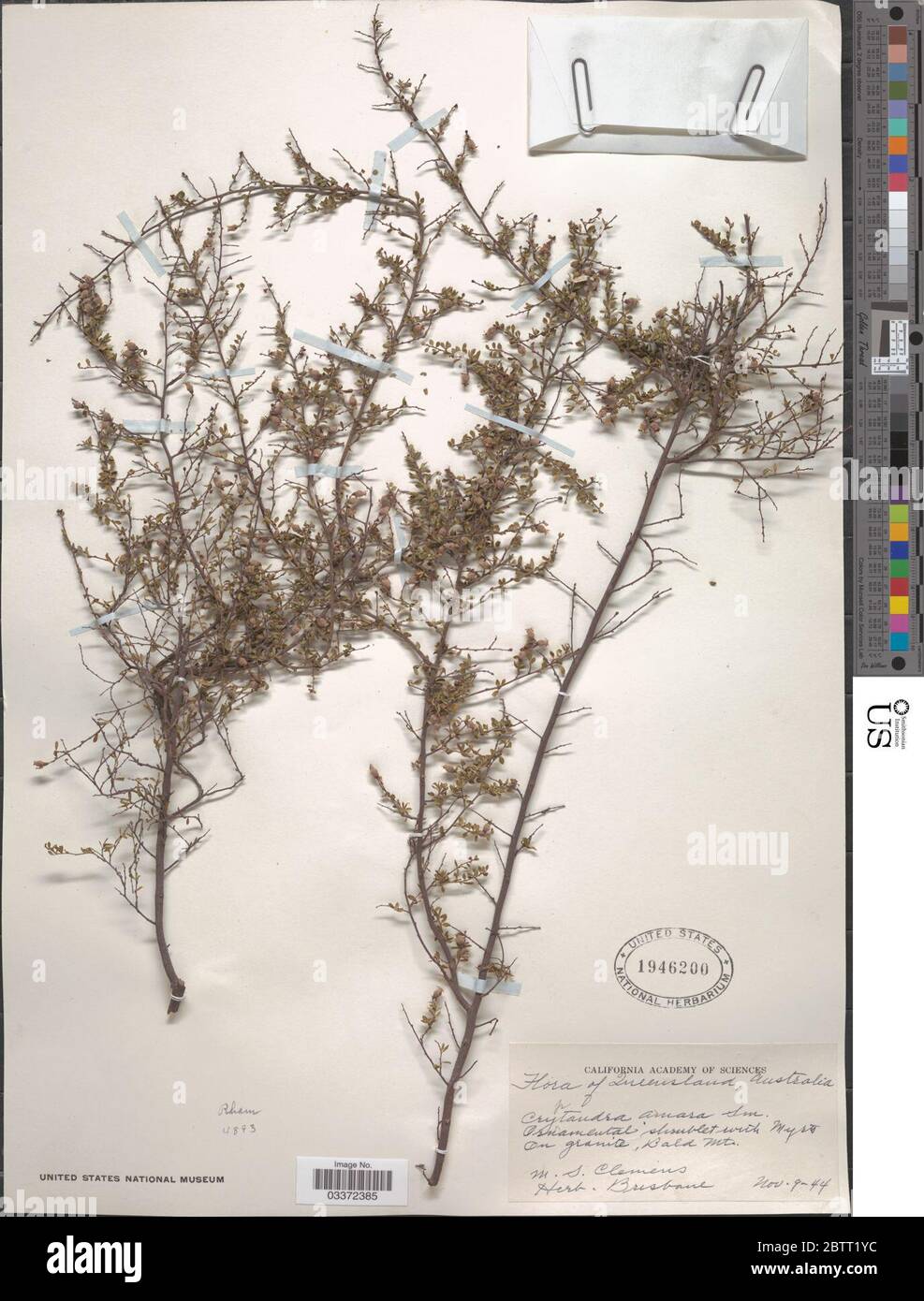 Cryptandra hi-res stock photography and images - Alamy