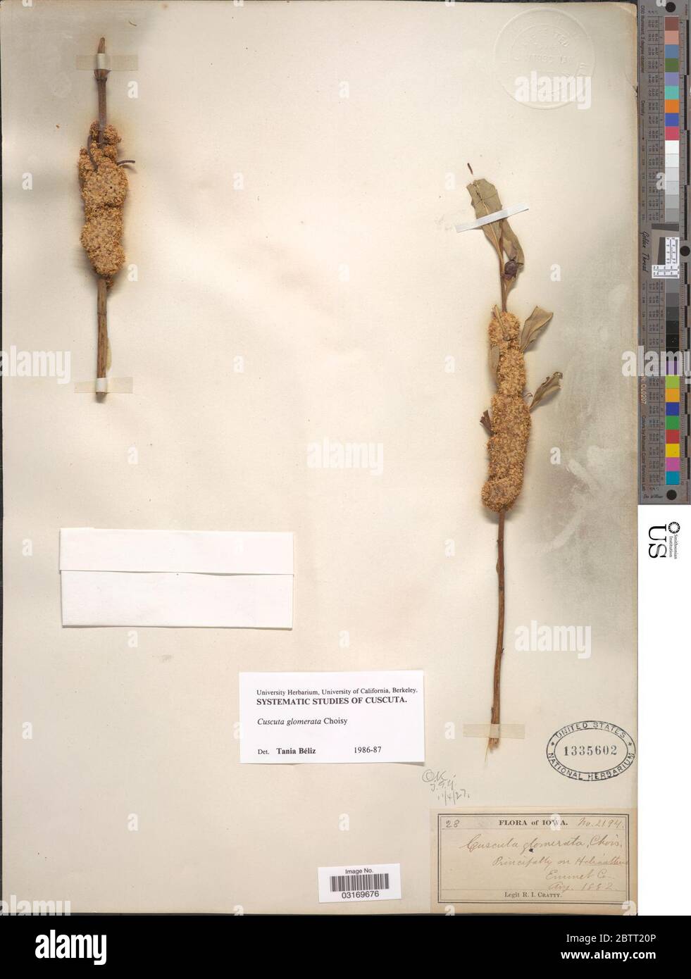 Cuscuta glomerata Chris Stock Photo - Alamy