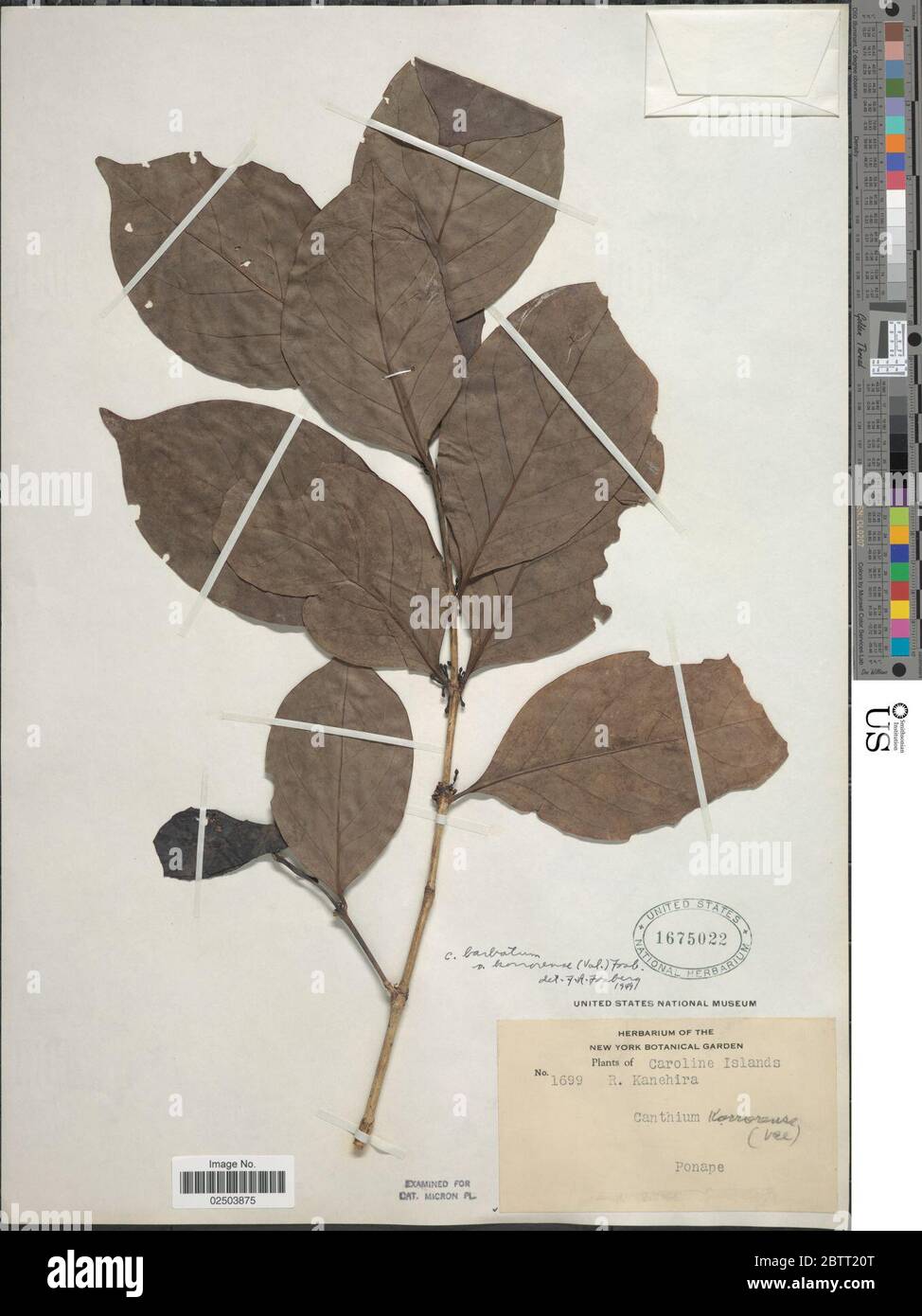 Cyclophyllum barbatum G Forst N Hall J Florence Stock Photo - Alamy