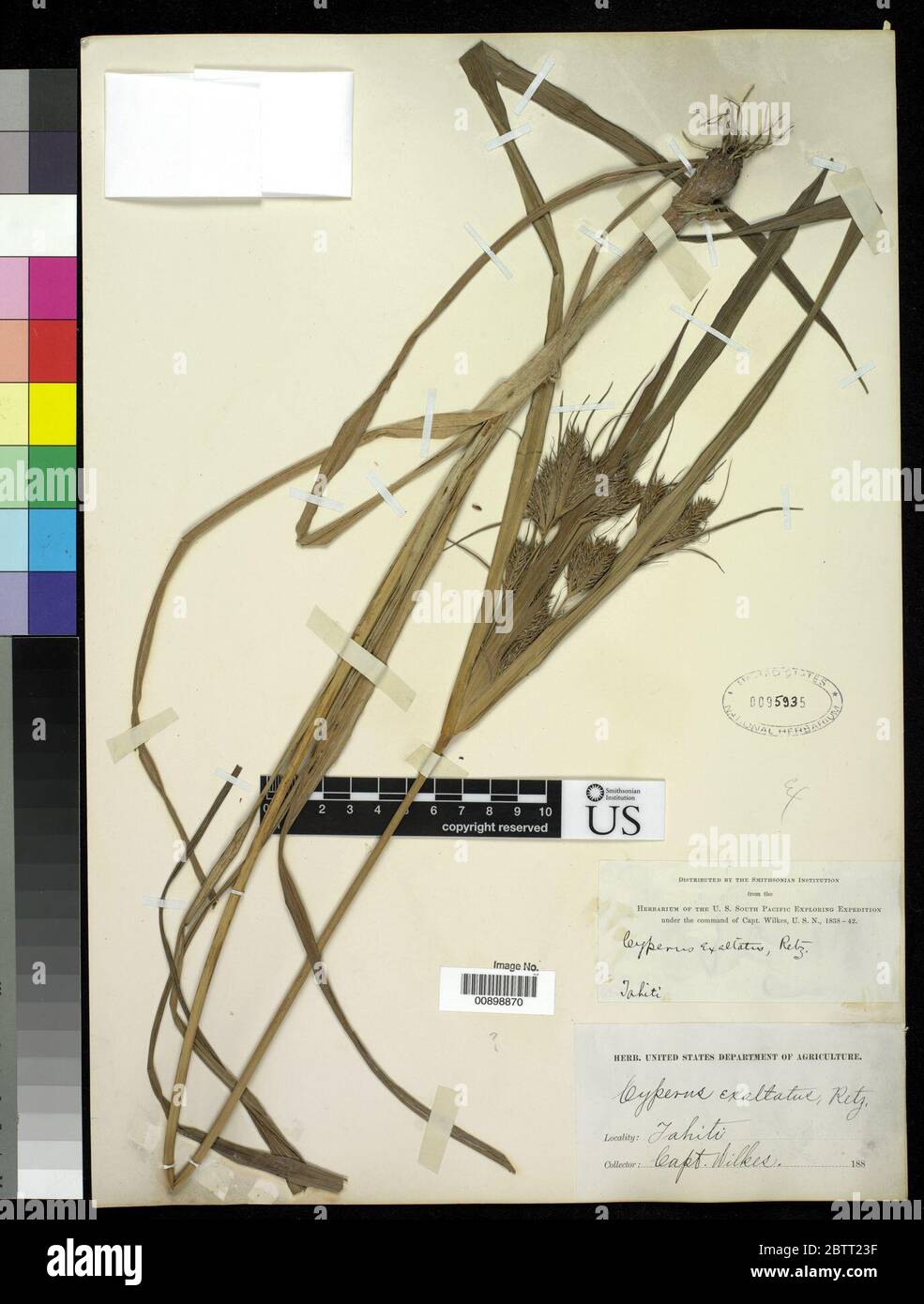 Cyperus exaltatus hi-res stock photography and images - Alamy