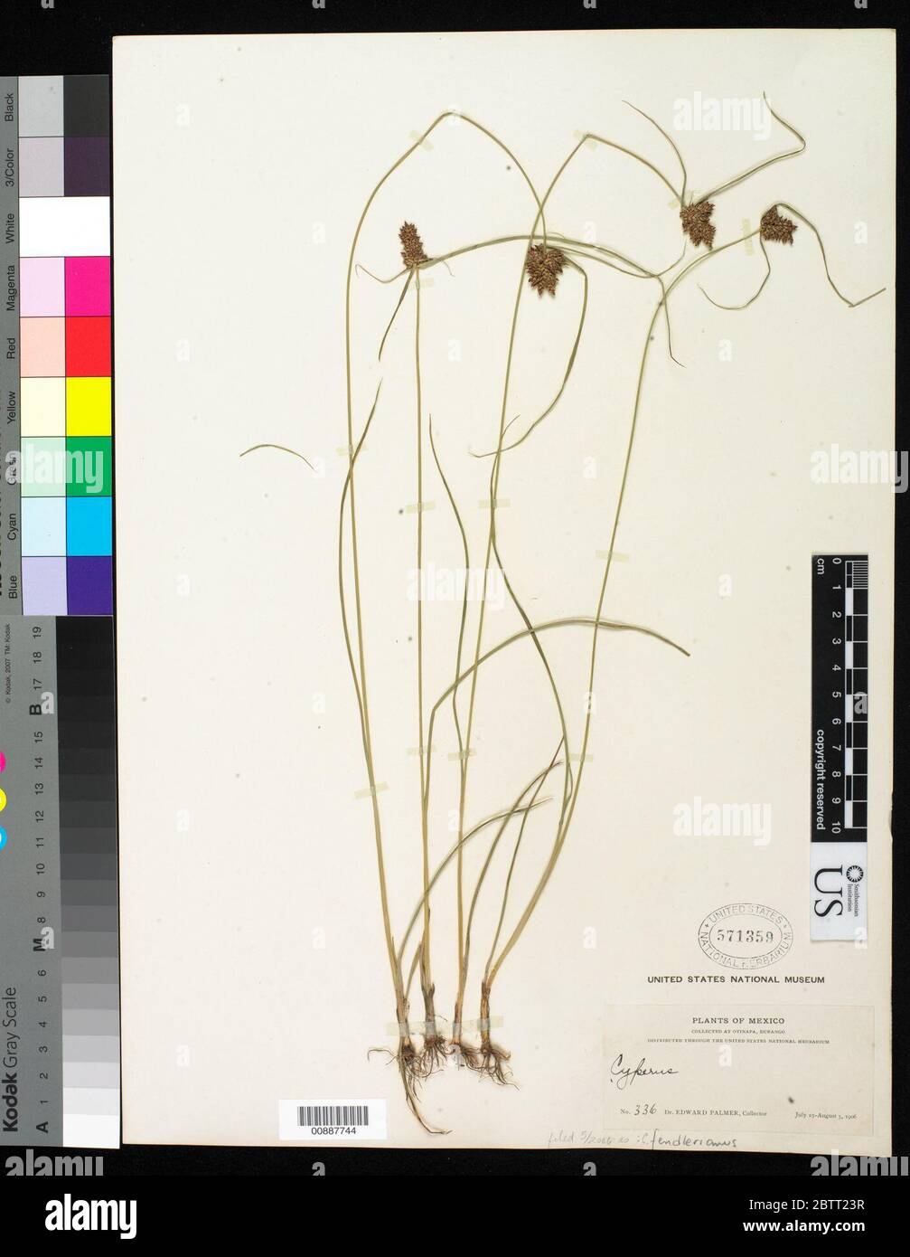 Cyperus fendlerianus Boeckeler Stock Photo - Alamy