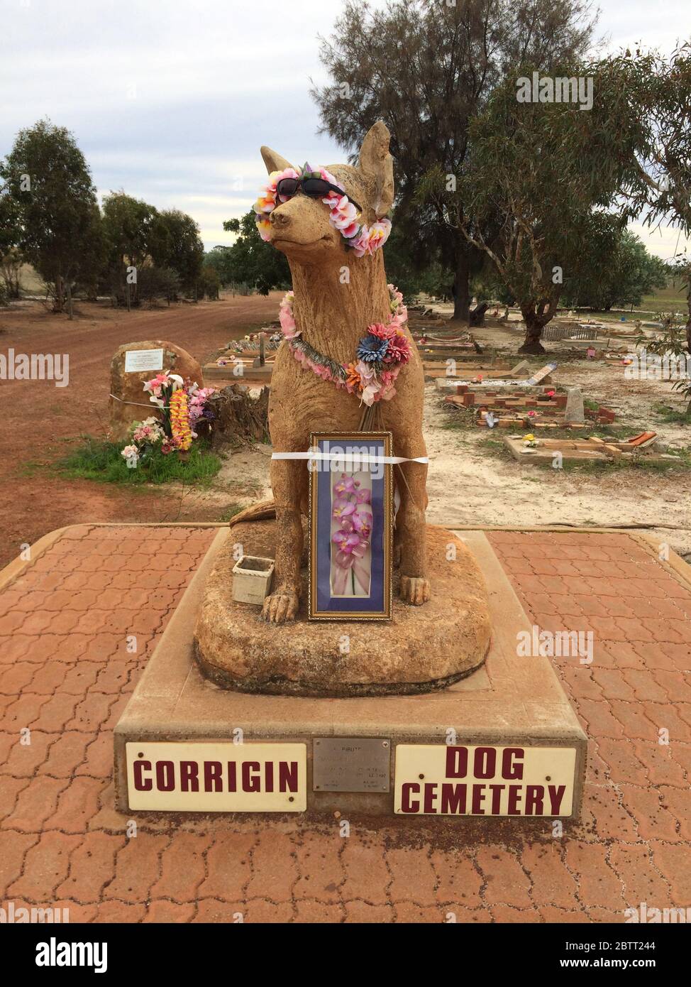 Dog Cemetery High Resolution Stock Photography and Images - Alamy