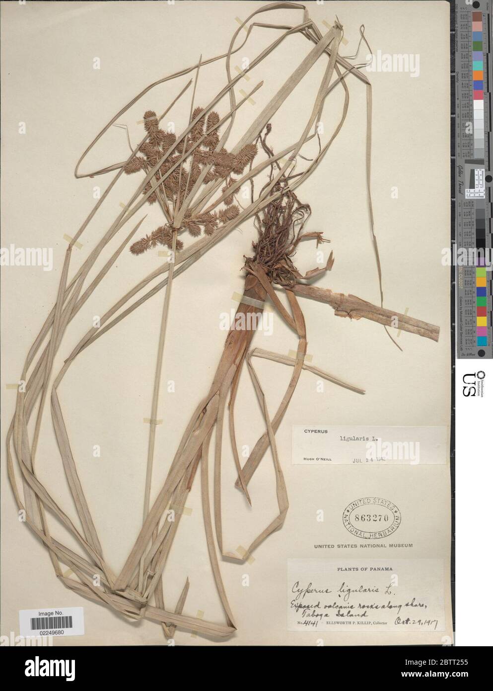 Cyperus ligularis L Stock Photo - Alamy