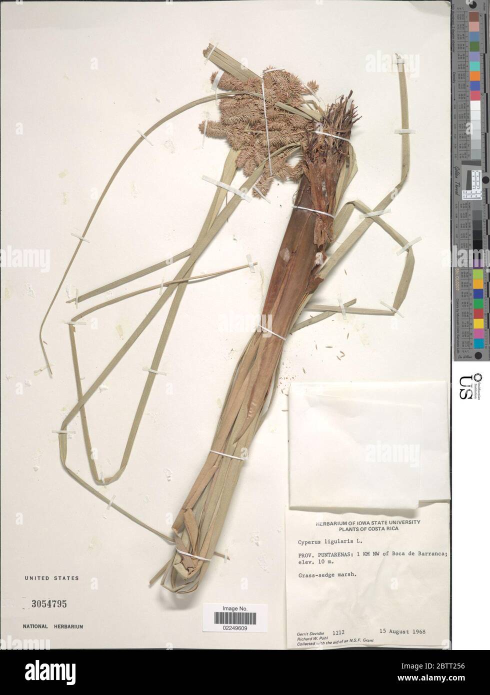 Cyperus ligularis L Stock Photo - Alamy