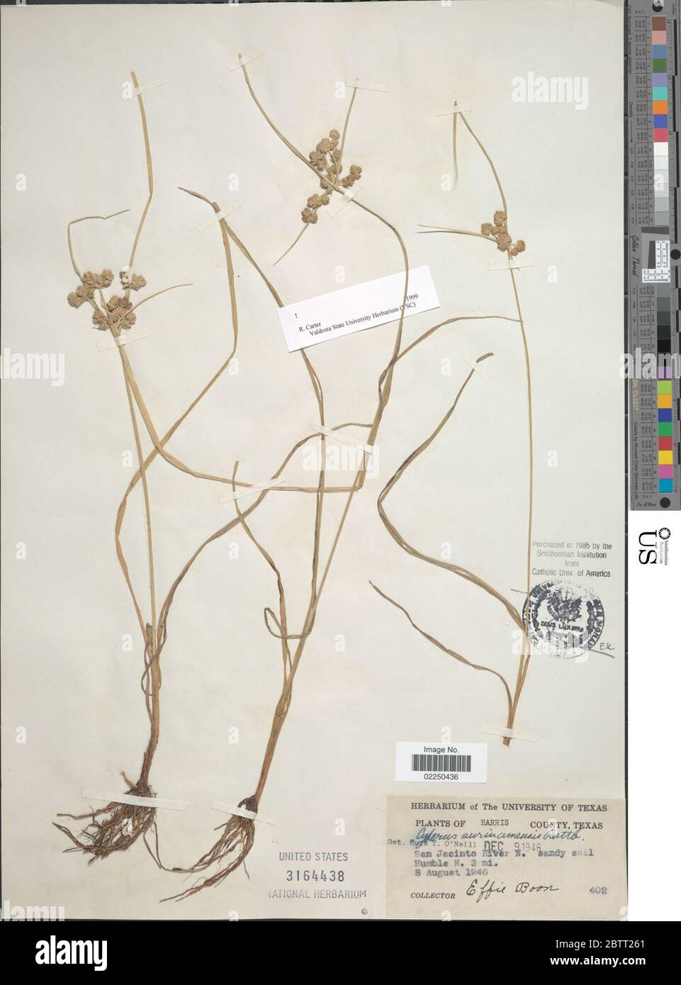 Cyperus surinamensis Rottb Stock Photo - Alamy