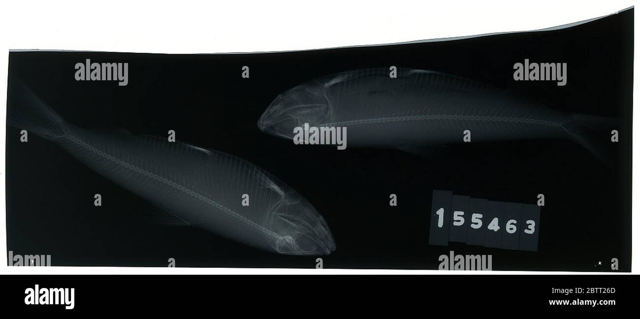 88 2 Cut Out Stock Images & Pictures - Alamy