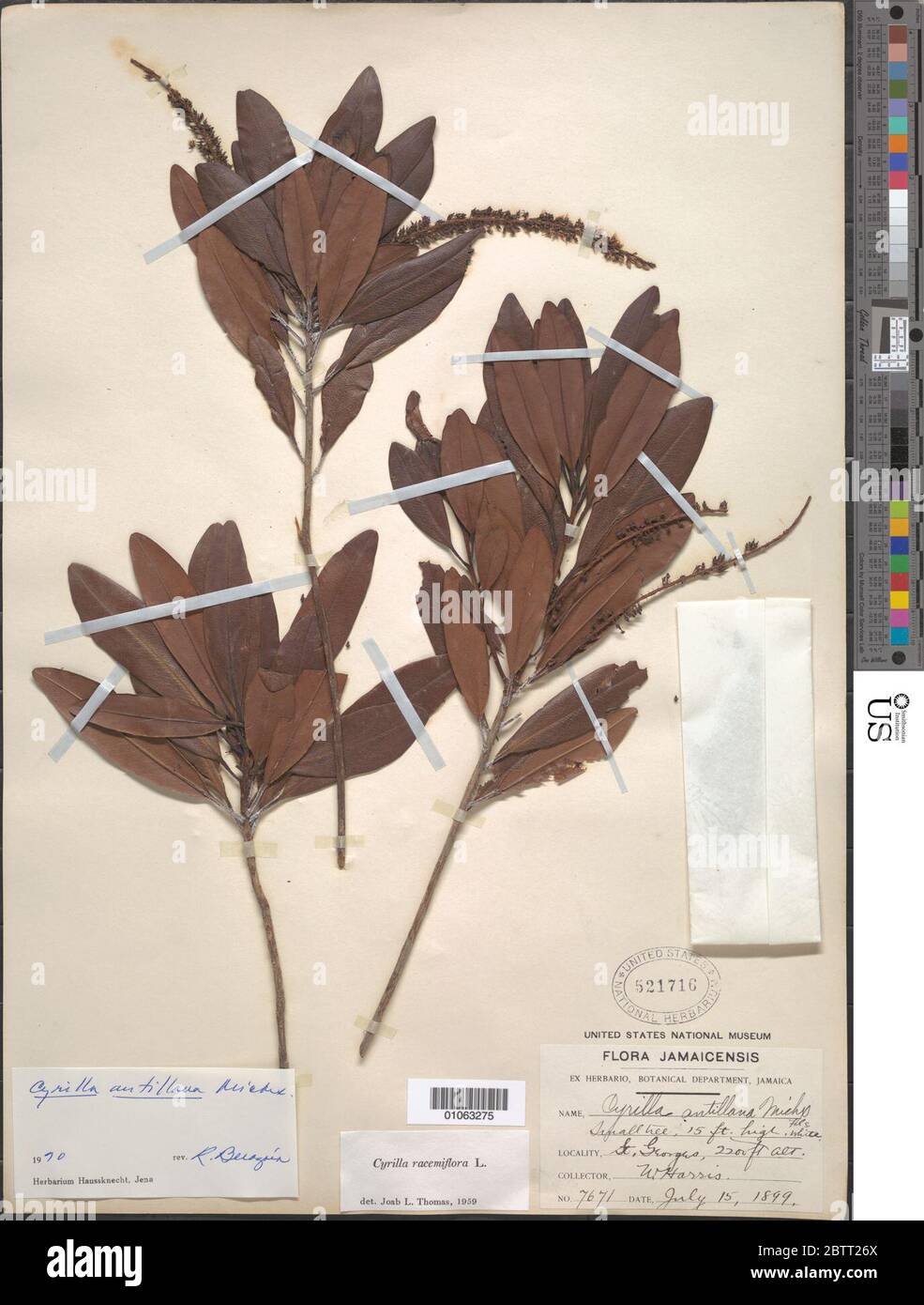 Cyrilla hi-res stock photography and images - Alamy