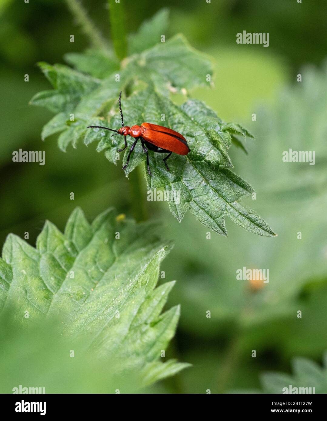 A Red Headed or Common Cardinal Beetle (Pyrochroa serraticornis) on a ...