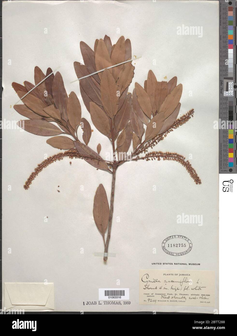 Cyrilla racemiflora L Stock Photo - Alamy