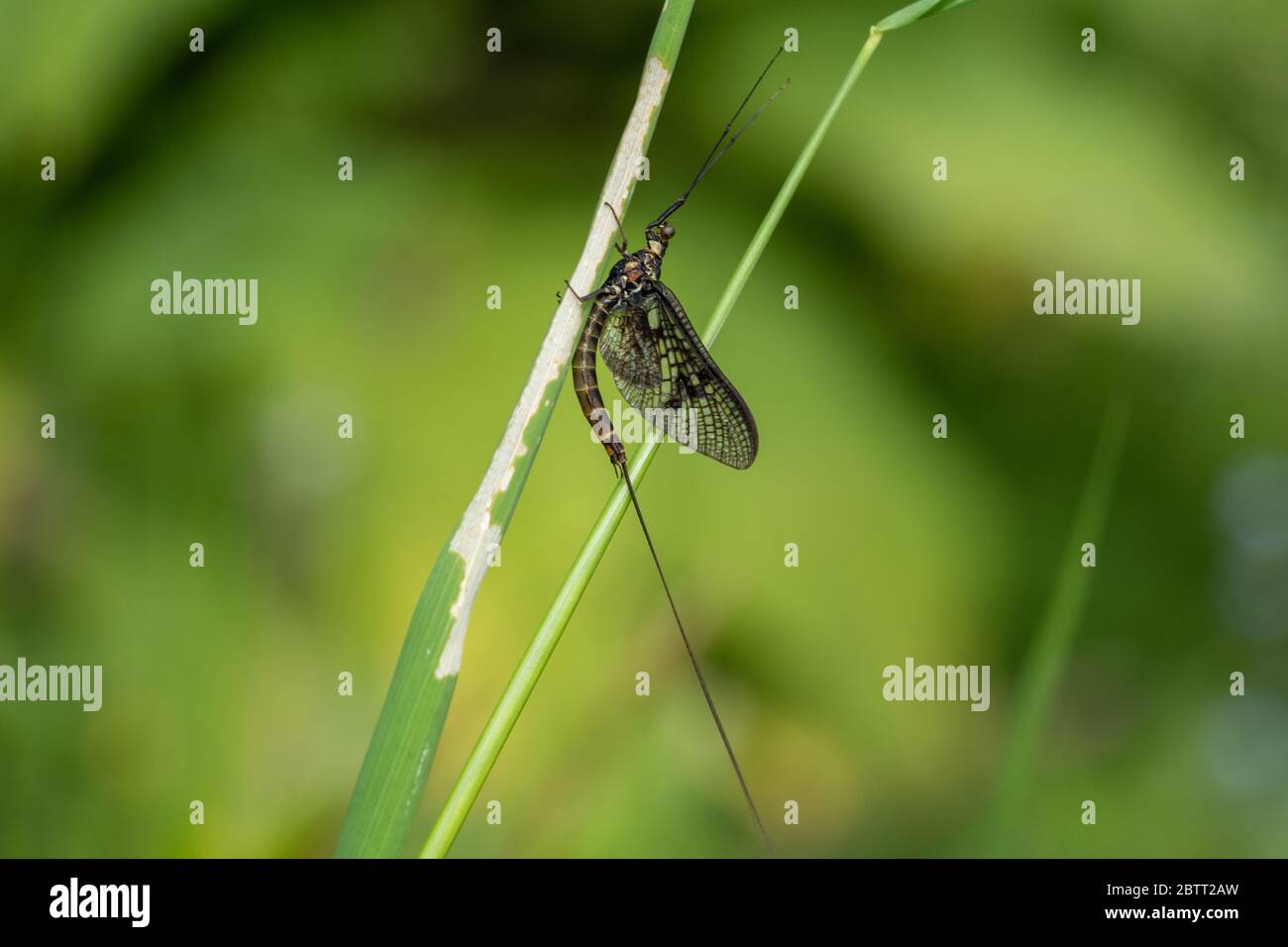 Green Drake Mayfly Ephemera danica male in spring with greengrass field ...