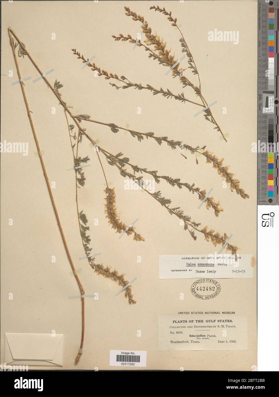Dalea enneandra hi-res stock photography and images - Alamy