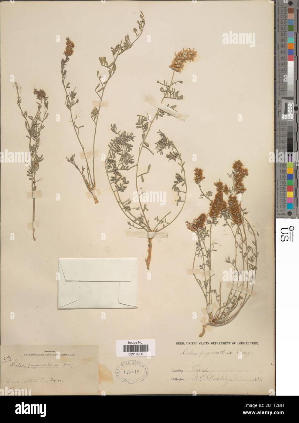 Dalea pogonathera hi-res stock photography and images - Alamy