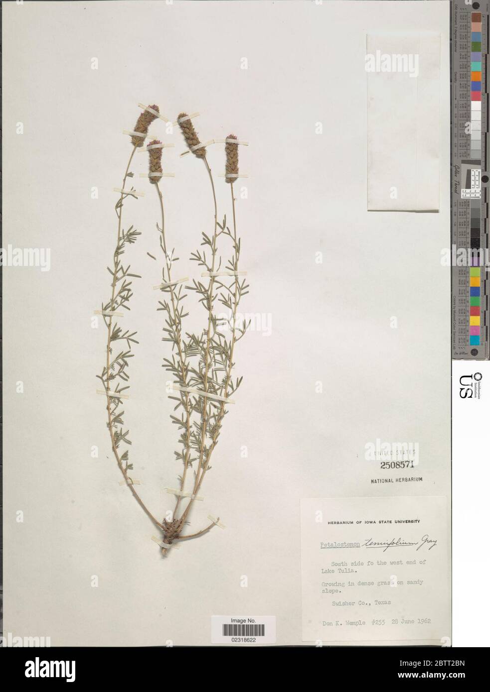 Shinners hi-res stock photography and images - Alamy