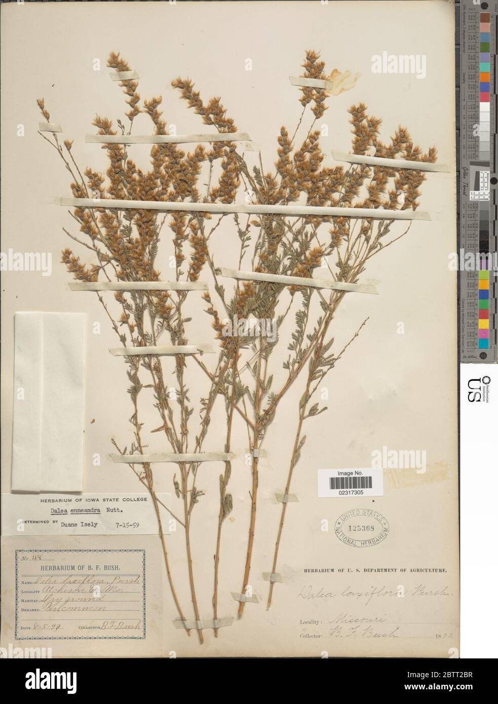Dalea enneandra hi-res stock photography and images - Alamy