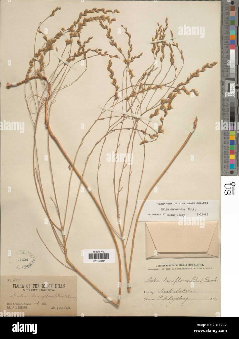 Dalea enneandra hi-res stock photography and images - Alamy