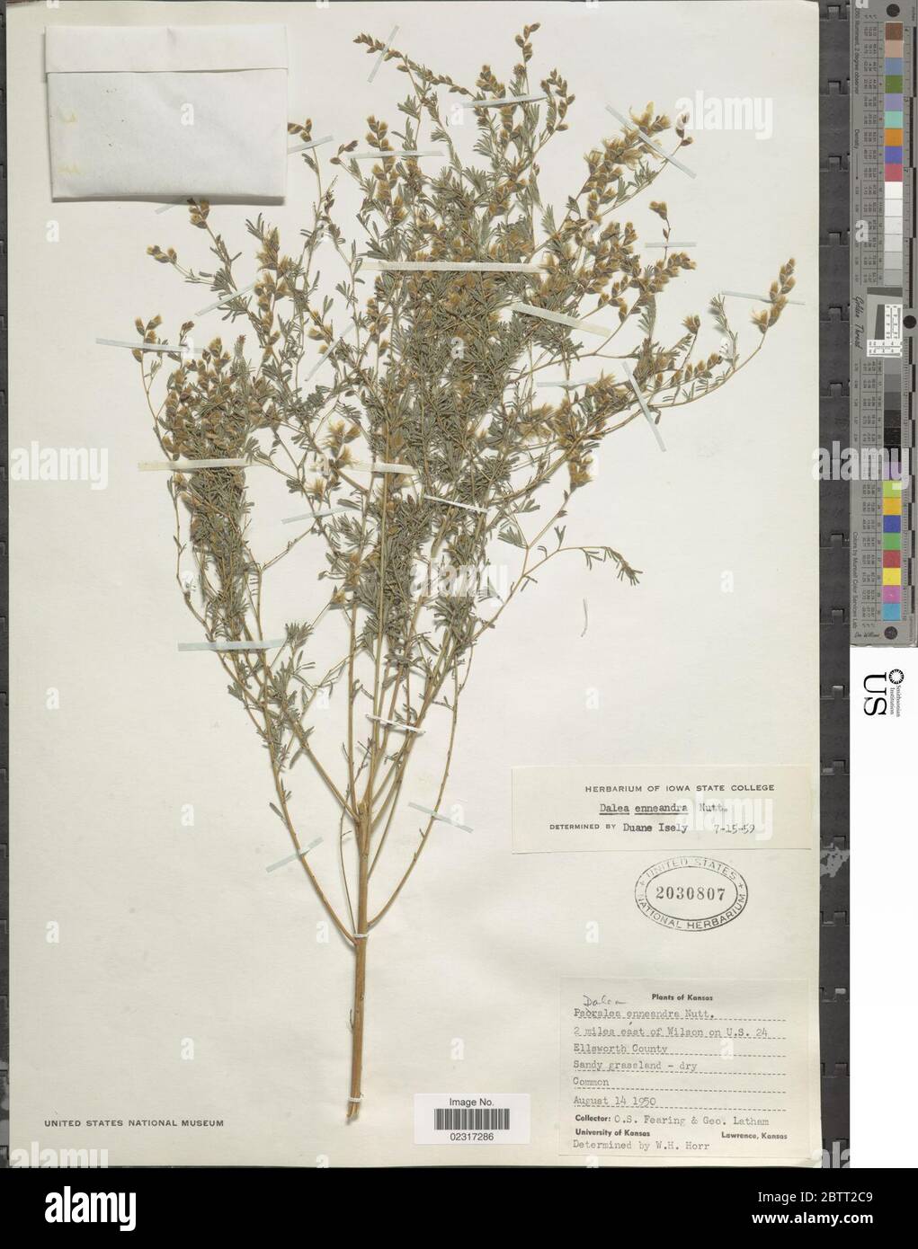 Dalea enneandra hi-res stock photography and images - Alamy