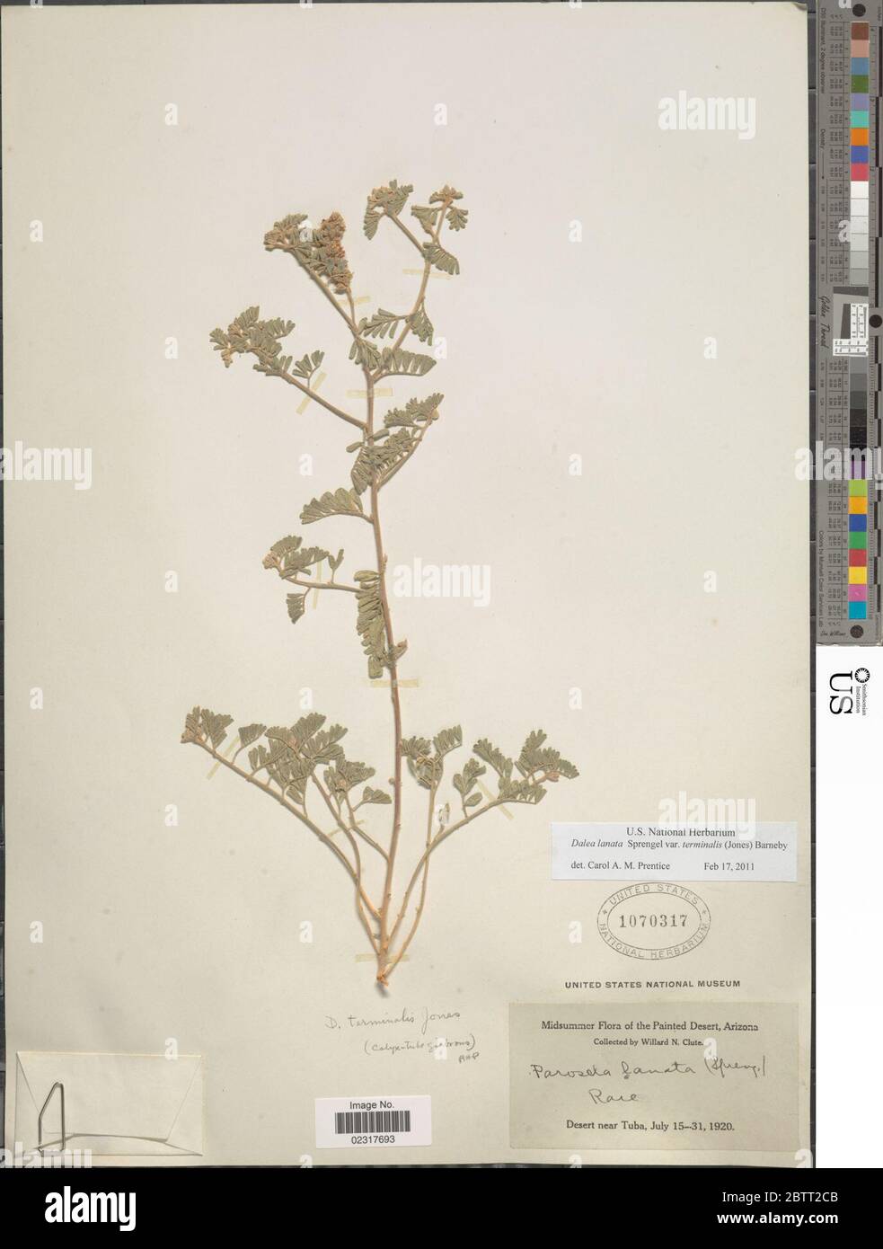 Dalea lanata hi-res stock photography and images - Alamy