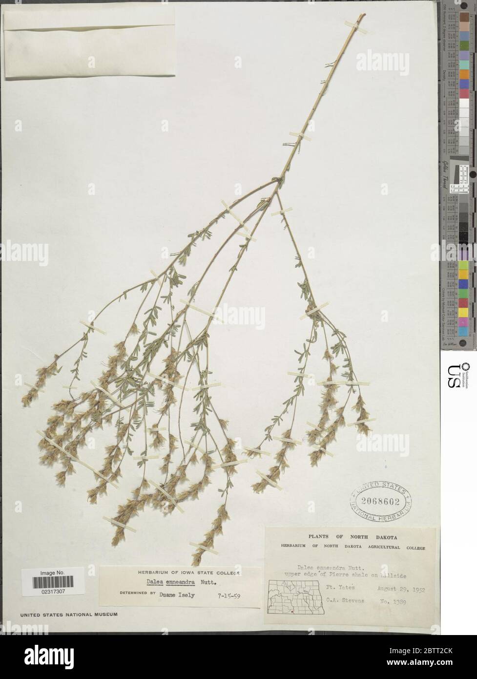 Dalea enneandra hi-res stock photography and images - Alamy