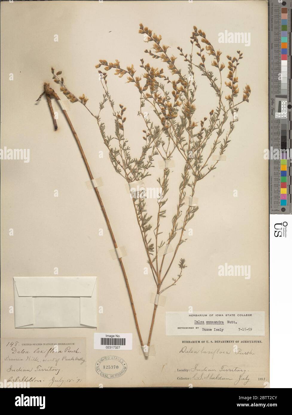 Dalea enneandra hi-res stock photography and images - Alamy