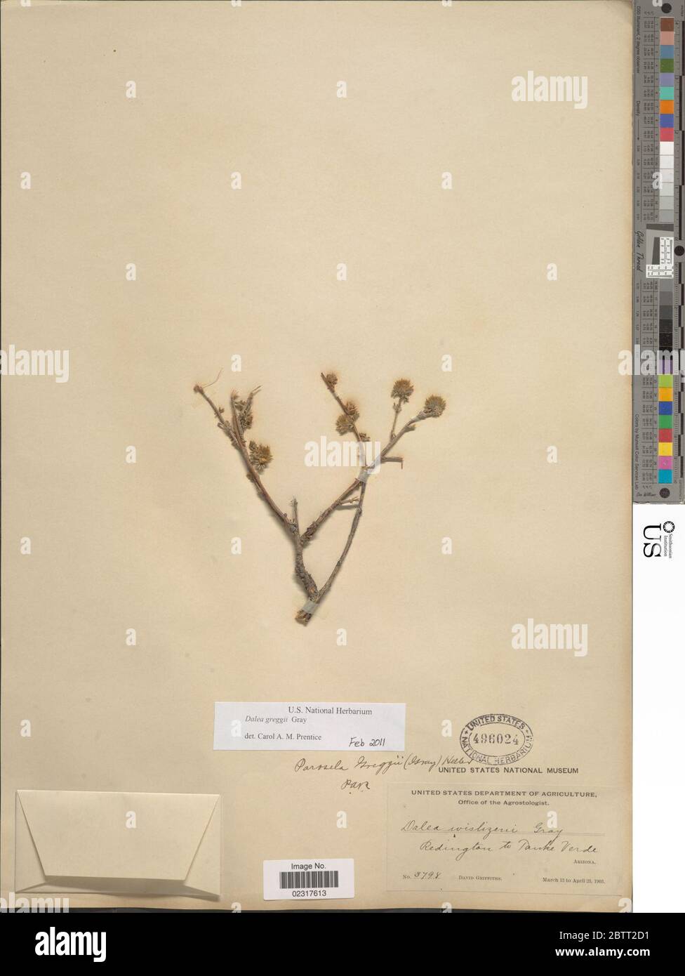 Dalea greggii hi-res stock photography and images - Alamy