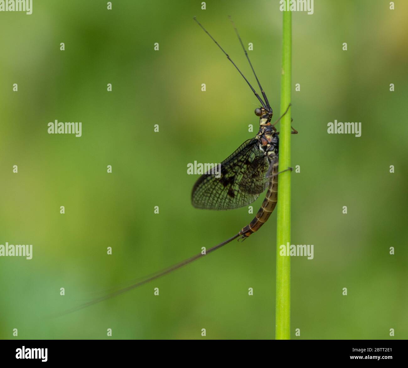 Green Drake Mayfly Ephemera danica male in spring with greengrass field ...