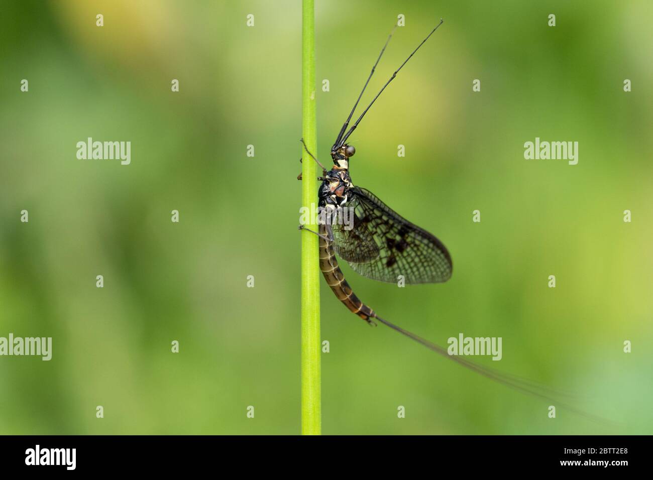 Green Drake Mayfly Ephemera danica male in spring with greengrass field ...