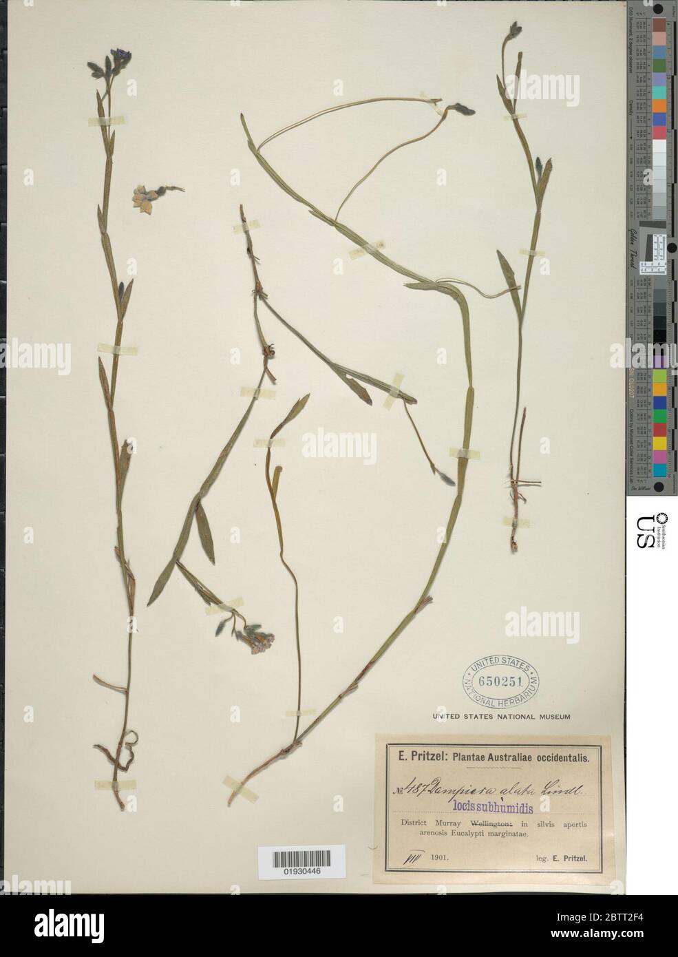 Dampiera alata Lindl Stock Photo - Alamy