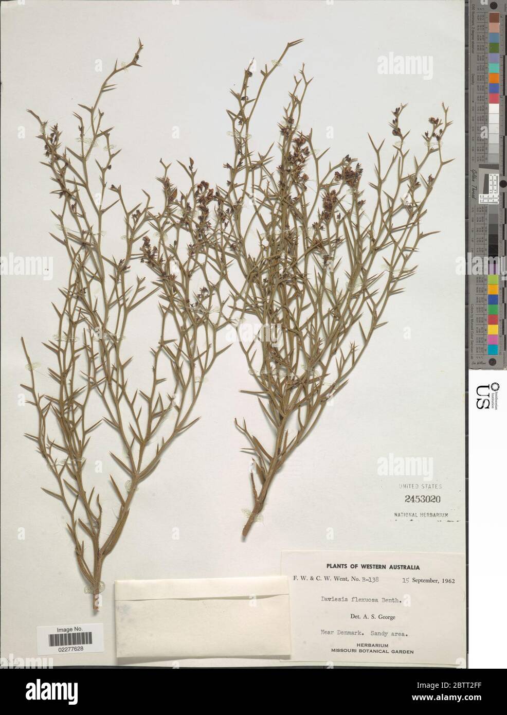 Daviesia hi-res stock photography and images - Alamy