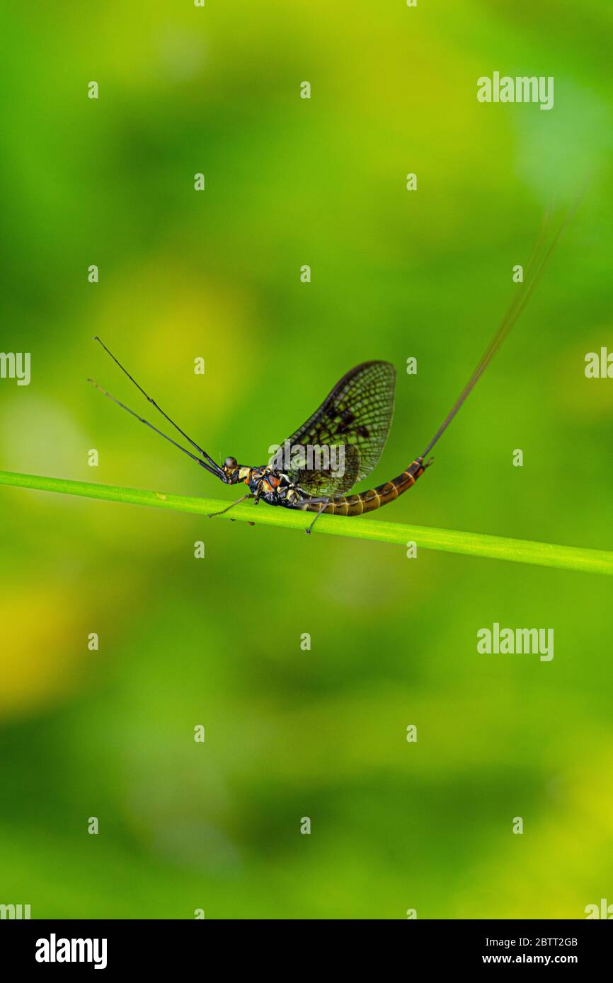 Green Drake Mayfly Ephemera danica male in spring with greengrass field ...